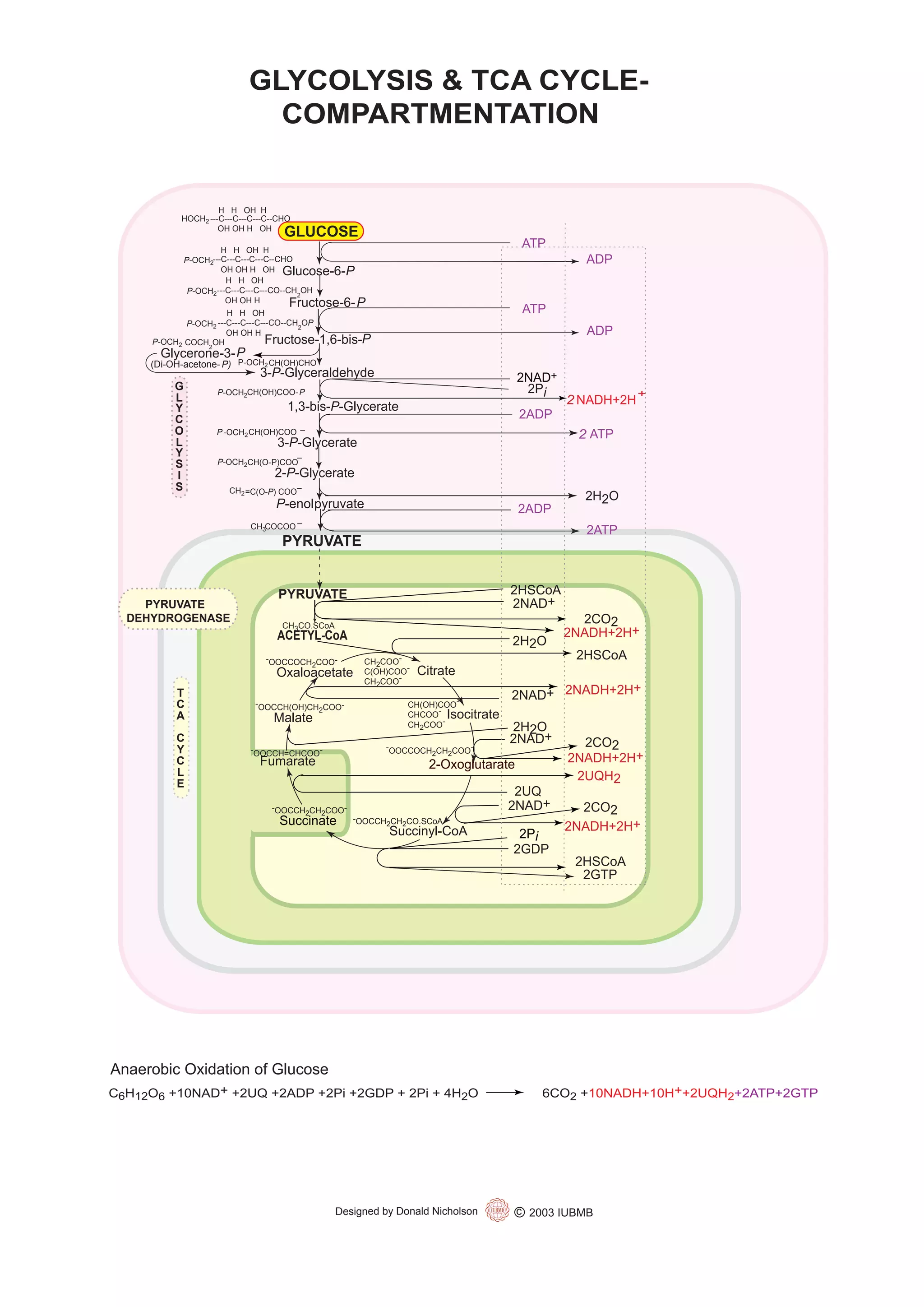 Glycolysis & krebs cycle poster | PDF