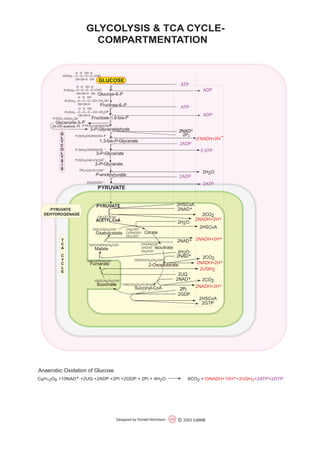 Glycolysis And Krebs Cycle