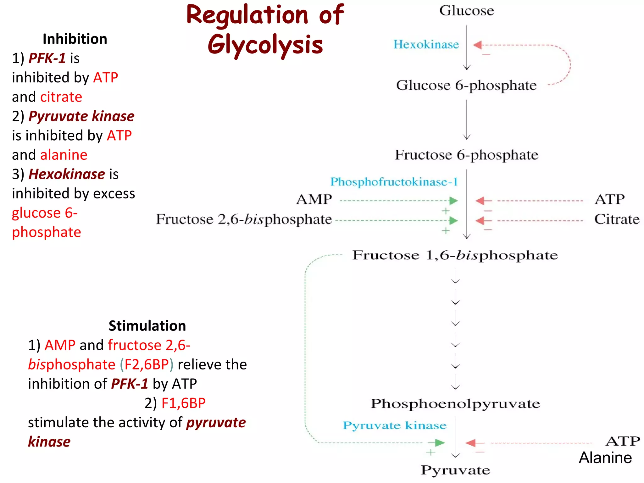 !!!Glycolysis, neoglucogenesis, the anaerobic degradation of glucose | PPT