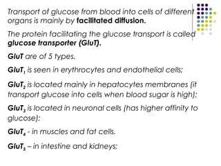 !!!Glycolysis, neoglucogenesis, the anaerobic degradation of glucose | PPT