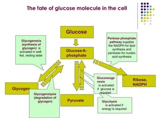 !!!Glycolysis, neoglucogenesis, the anaerobic degradation of glucose | PPT