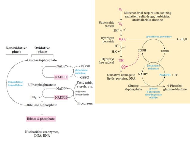 !!!Glycolysis, neoglucogenesis, the anaerobic degradation of glucose | PPT