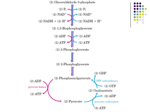 !!!Glycolysis, neoglucogenesis, the anaerobic degradation of glucose