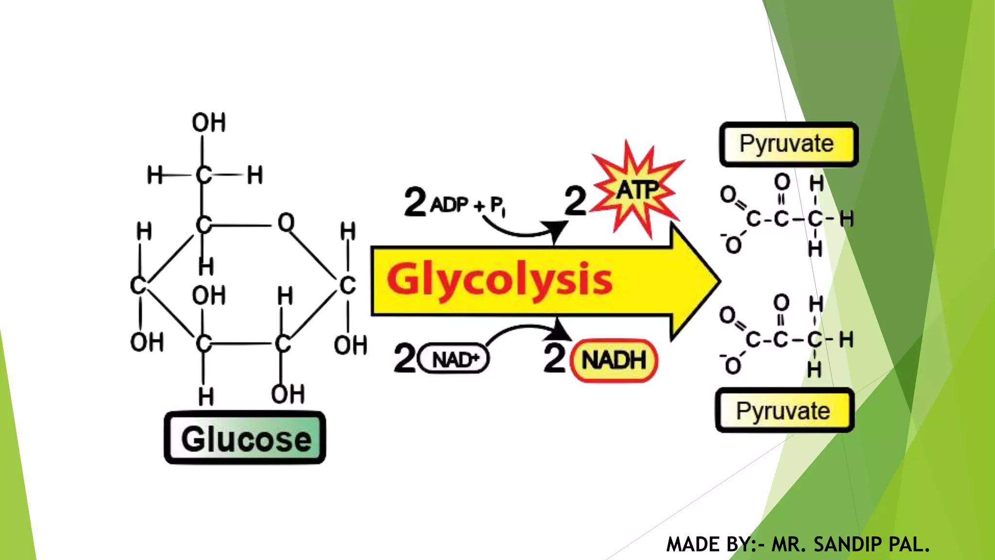 Glycolysis - Pathway, Energetics and Significance | PPTX
