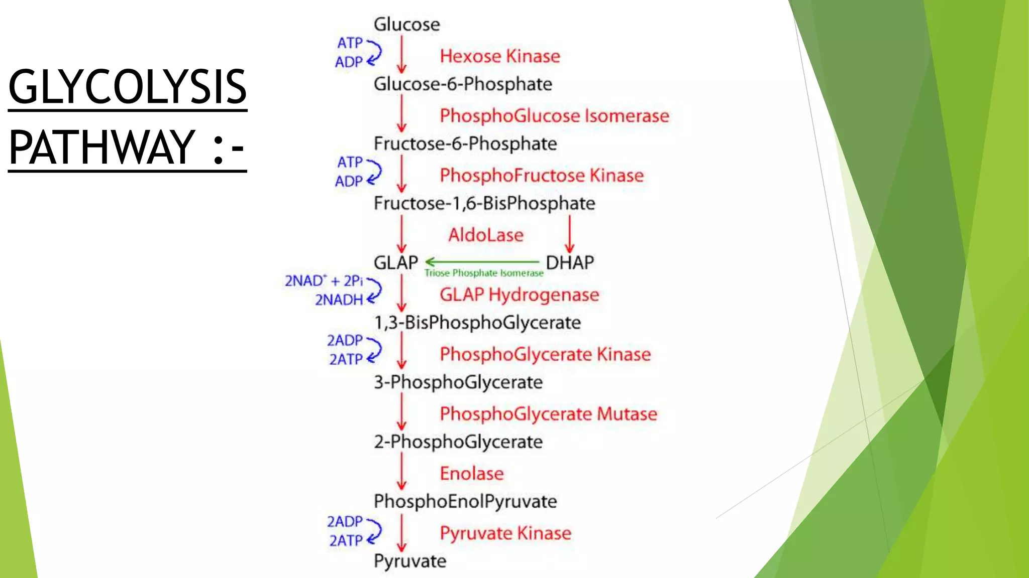 Glycolysis - Pathway, Energetics and Significance | PPTX