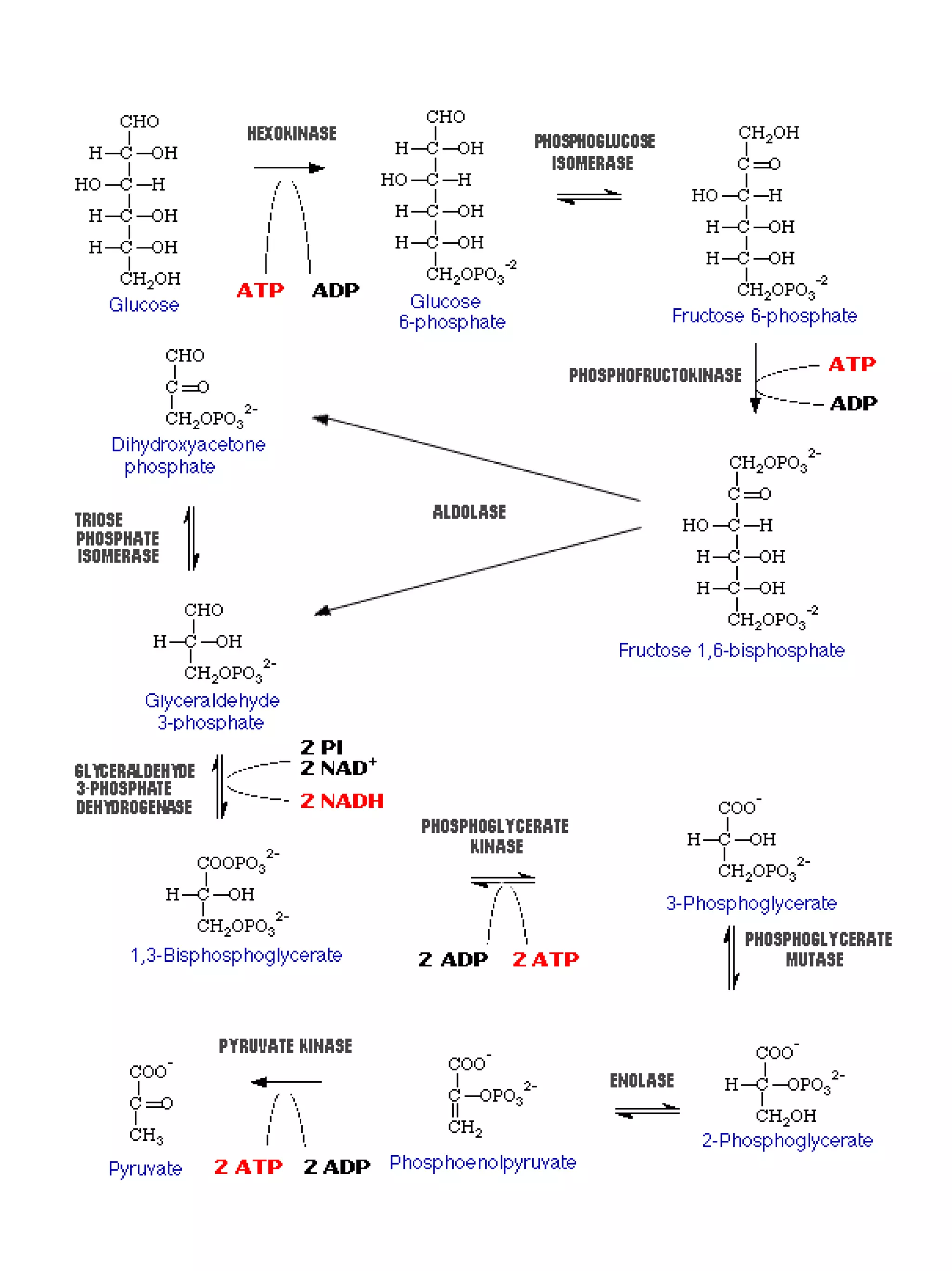 Glycolysis pathway figure by swai | PDF