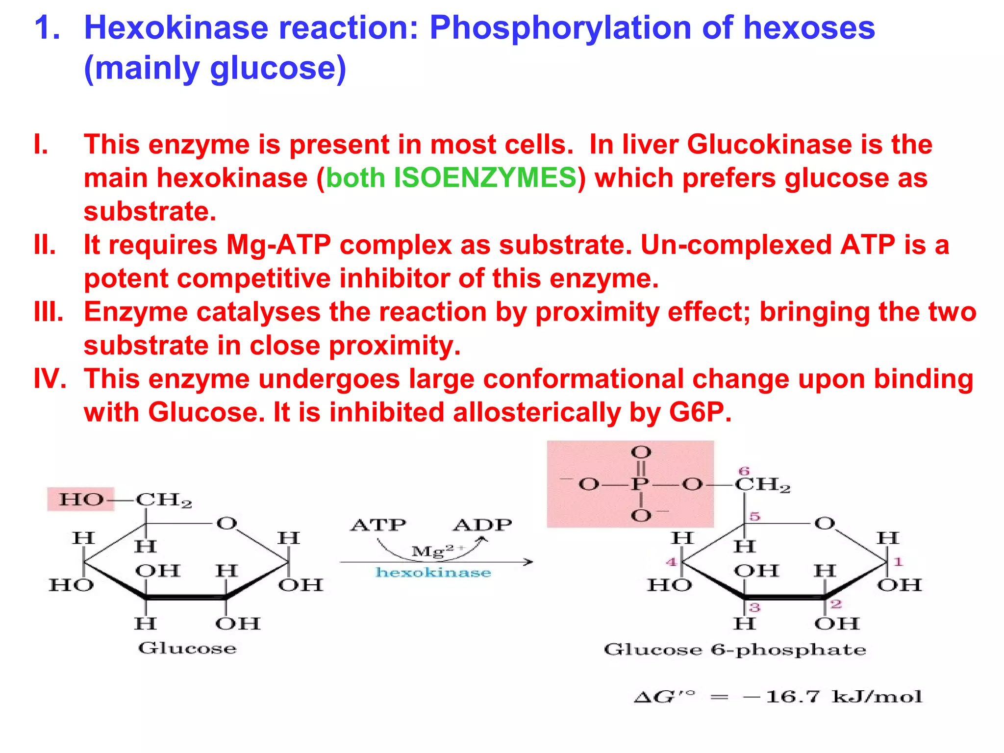 Glycolysis ppt | PPT
