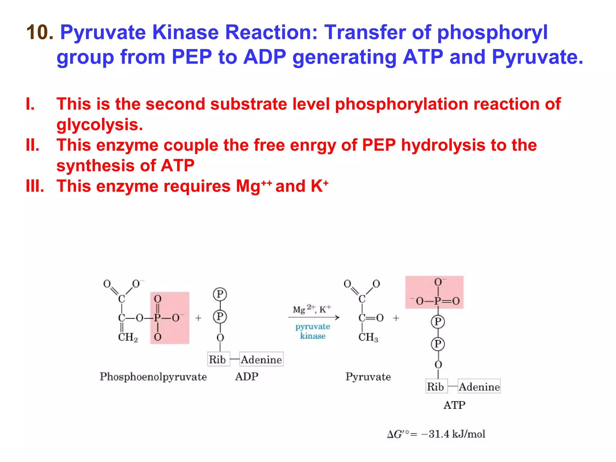 Glycolysis ppt | PPT