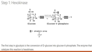 Glycolysis ppt | PPTX