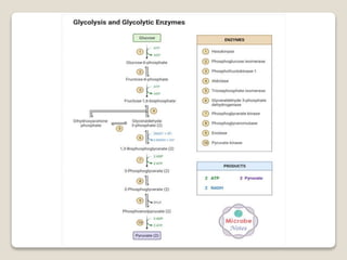 GLYCOLYSIS PPT.pptx