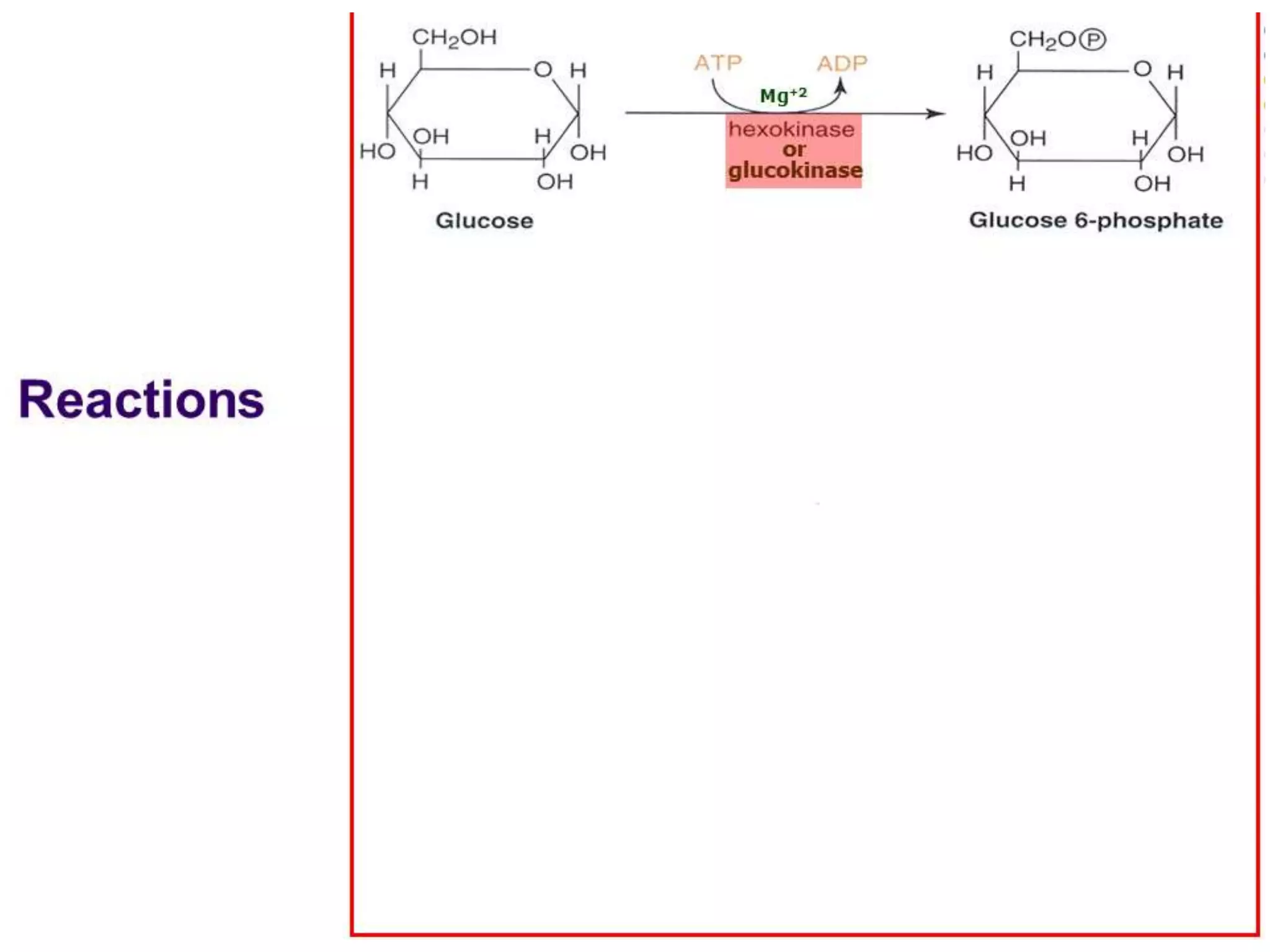 Glycolysis ppt.ppt