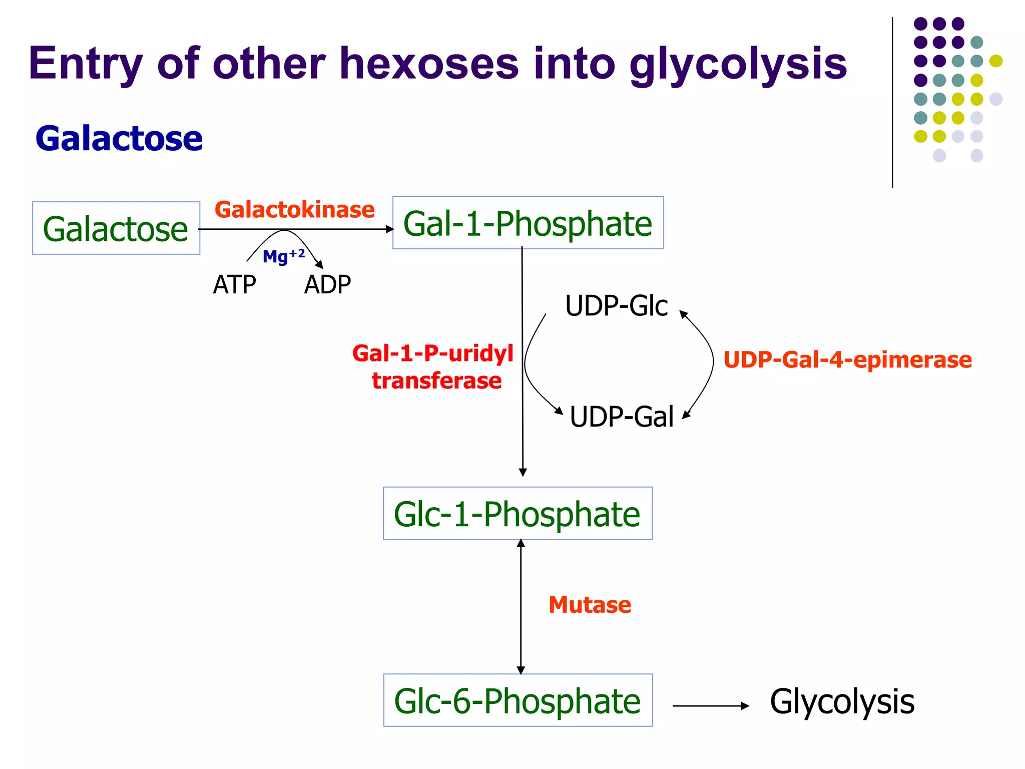 Glycolysis ppt.ppt