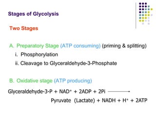 Glycolysis ppt.ppt