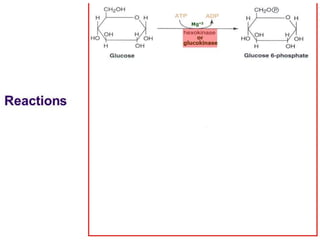 Glycolysis ppt.ppt