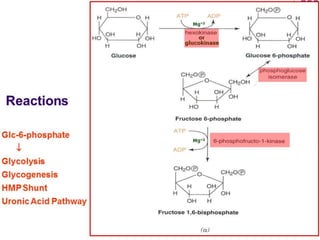 Glycolysis ppt.ppt