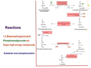 Glycolysis ppt.ppt