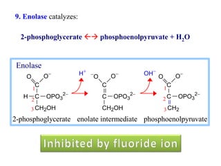 Glycolysis Pathway | PPTX