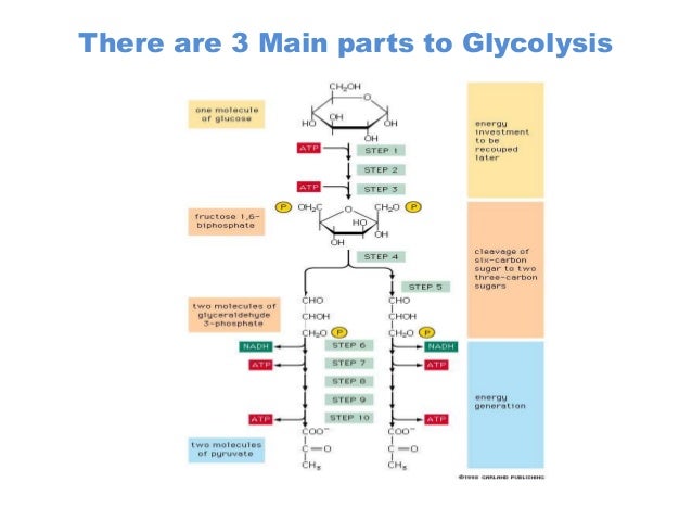 Glycolysis Pathway