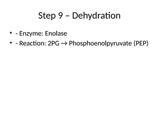 Glycolysis pathway and regulation Presentation.pptx