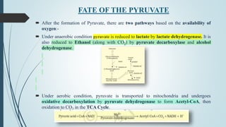 Glycolysis.pptx
