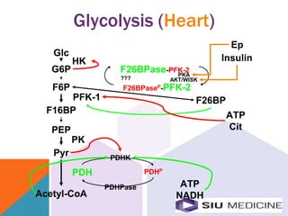 glycolysis Sim.pptx