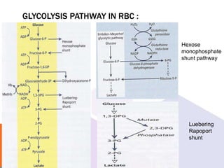 glycolysis Sim.pptx