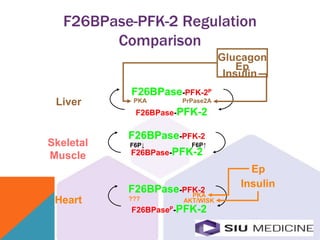 glycolysis Sim.pptx