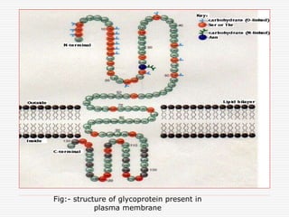 Glycoprotein by KK Sahu sir | PPT