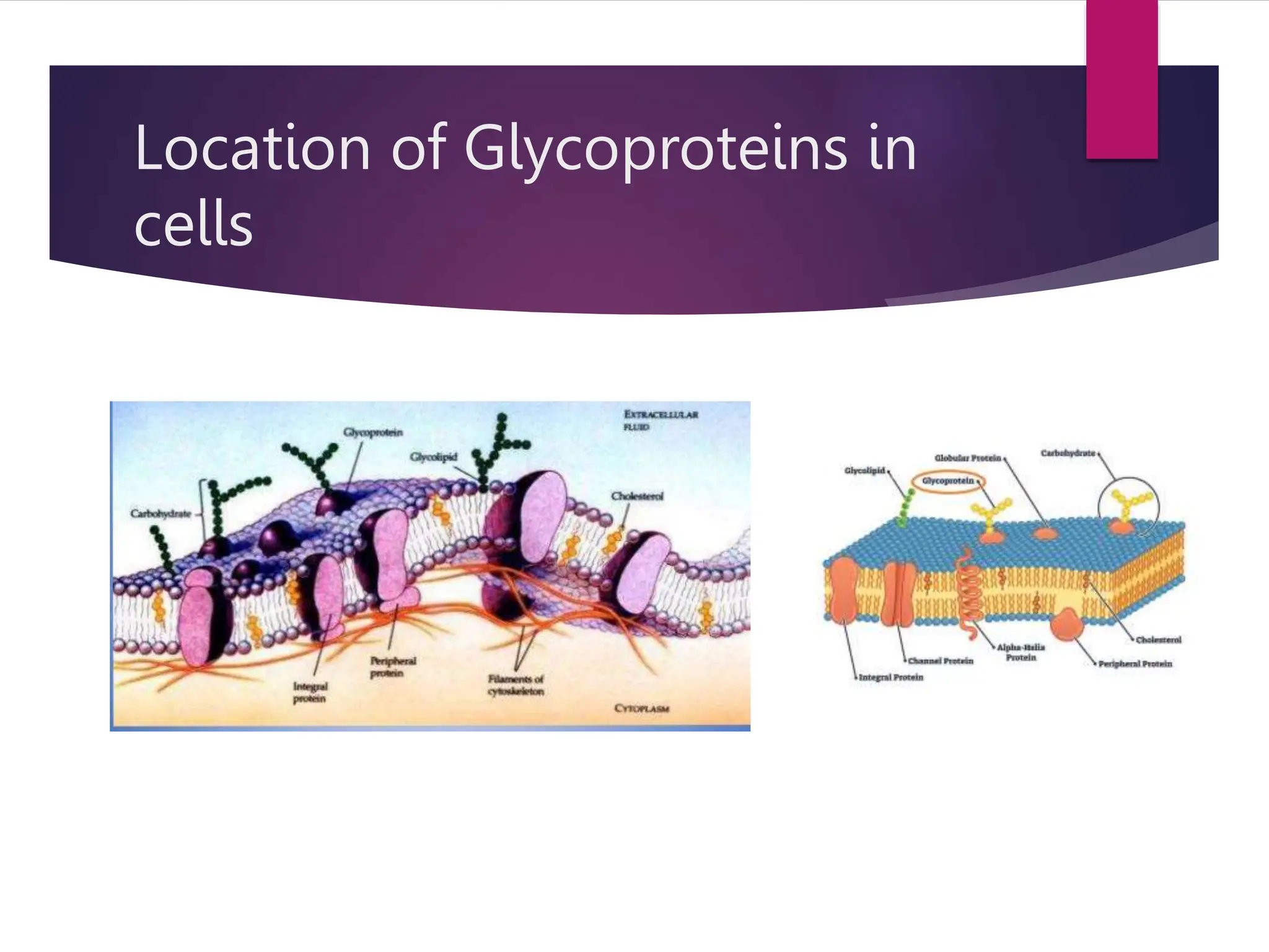 glycoprotein.pptx
