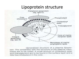 Glycoprotein, lipoprotein, structure and function | PPT