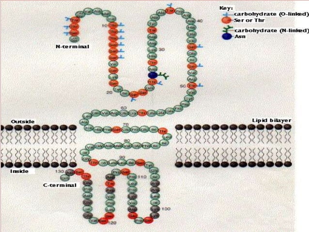Glycoprotein, lipoprotein, structure and function | PPT | Chemistry ...