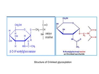 Glycoprotein Diagram