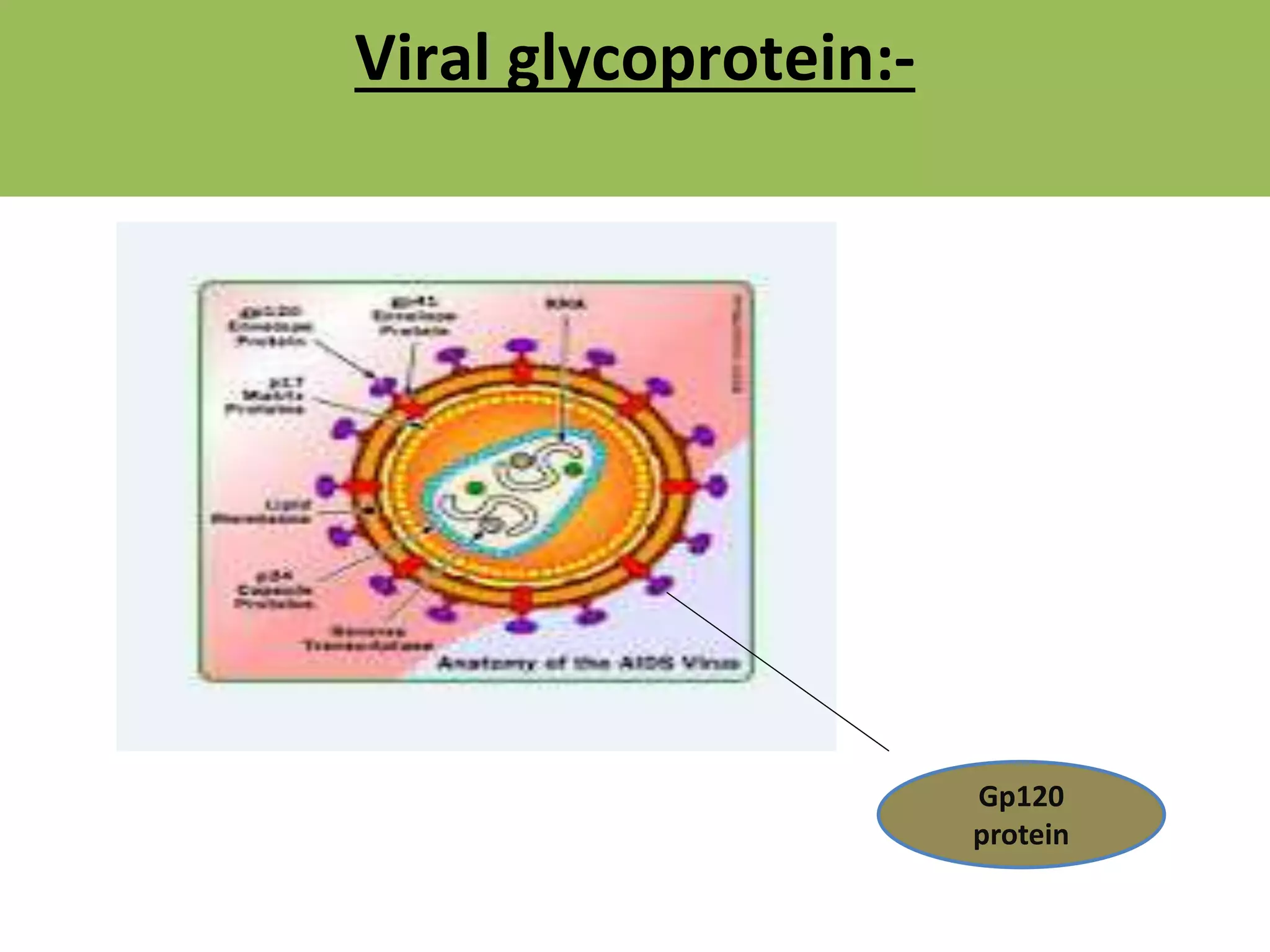 Glycoprotein by kk sahu sir | PPTX
