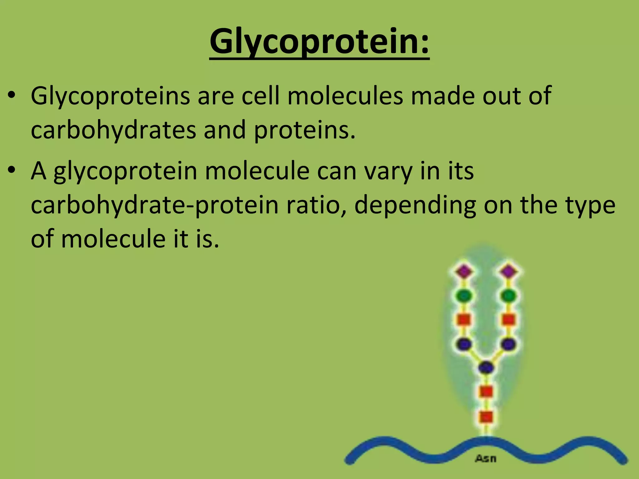 Glycoprotein by kk sahu sir | PPTX