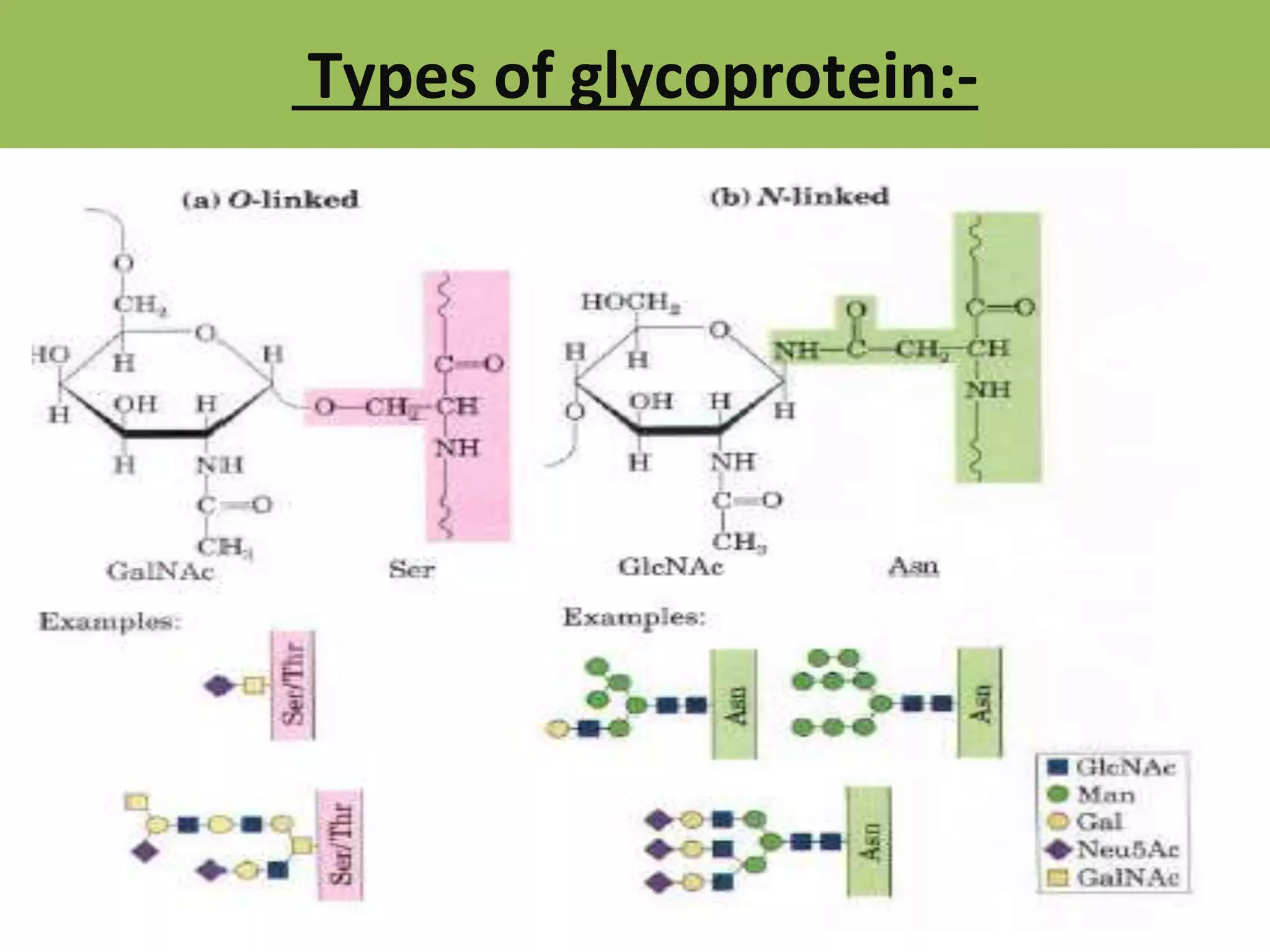 Glycoprotein by kk sahu sir | PPTX