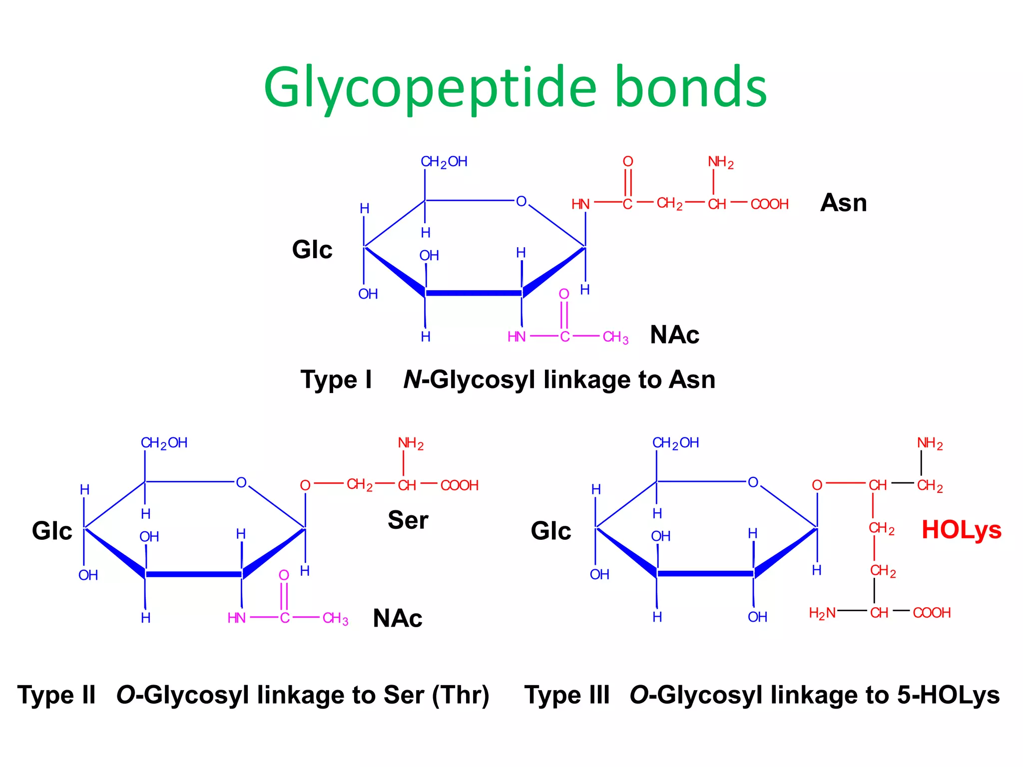 Glycoprotein | PPTX