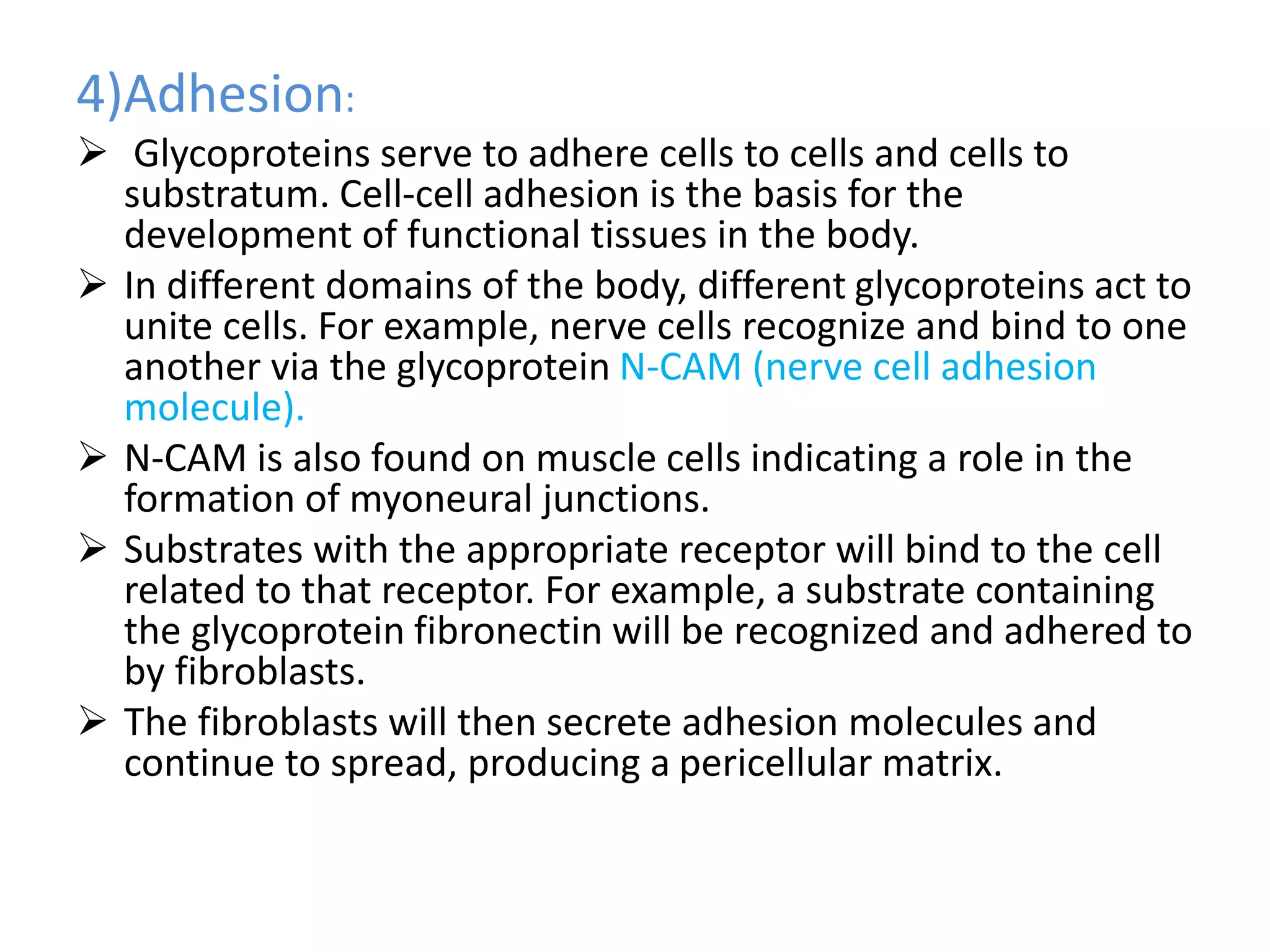 Glycoprotein | PPTX
