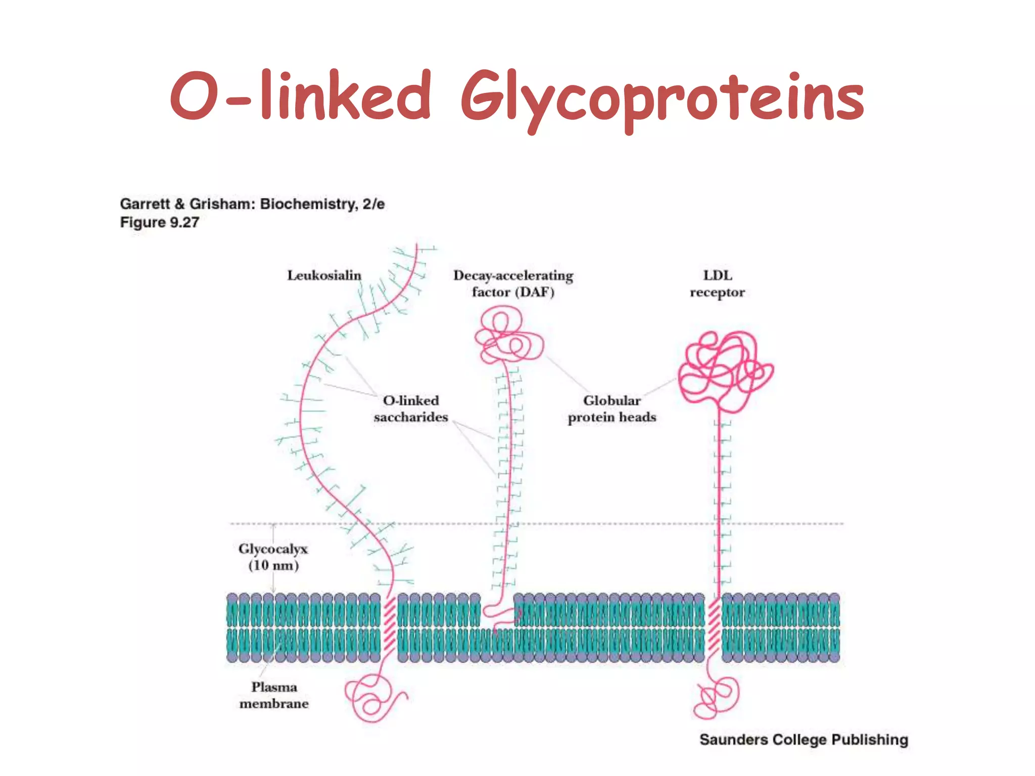 Glycoprotein | PPTX