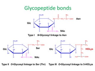 Glycoprotein | PPTX