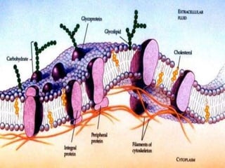 Glycoprotein | PPTX