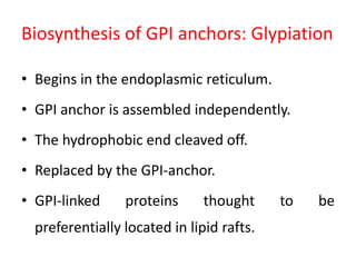 Glycoproteins | PPTX