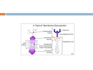 Glycoprotein Diagram