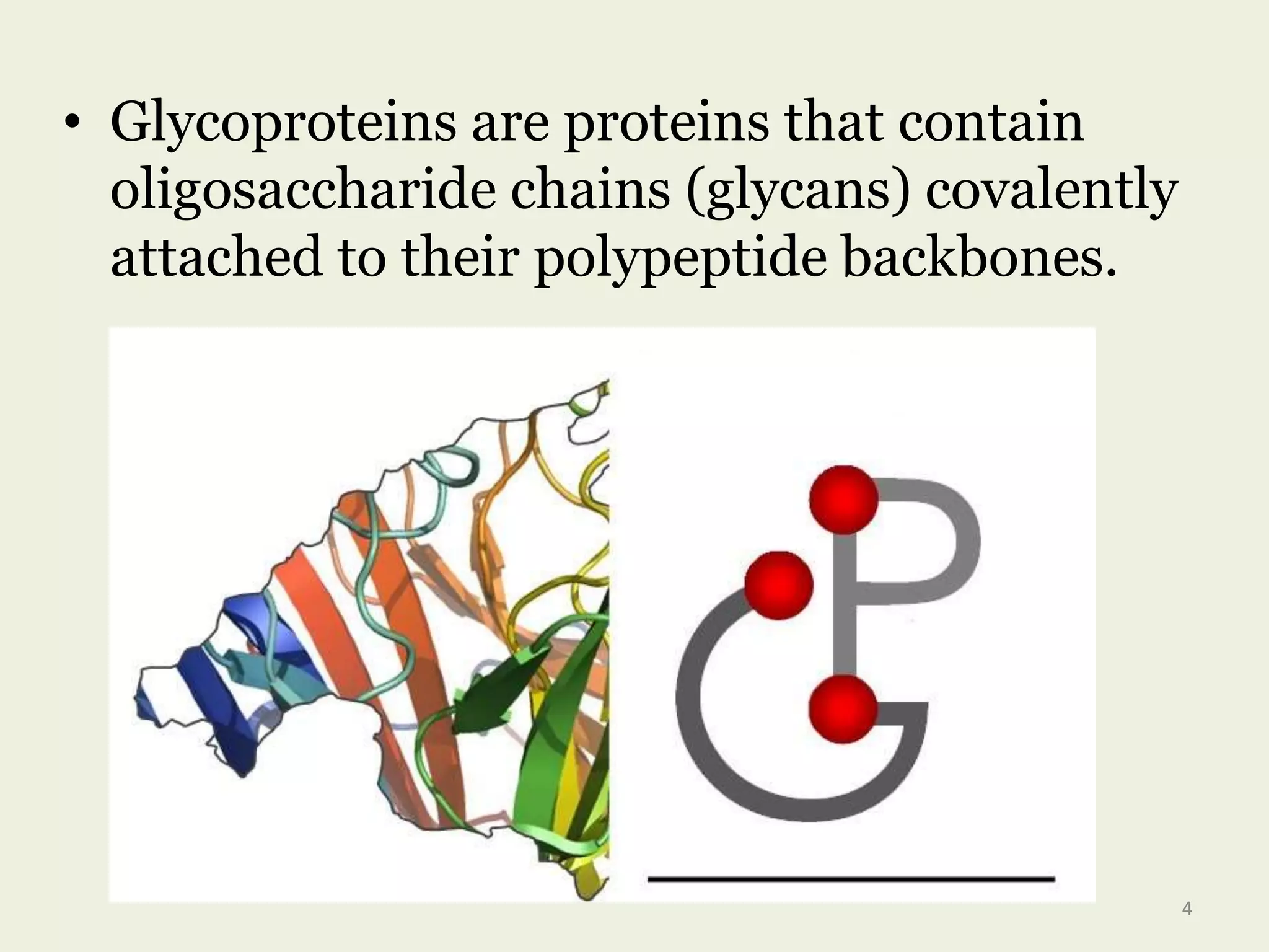 Glycoproteins | PPTX