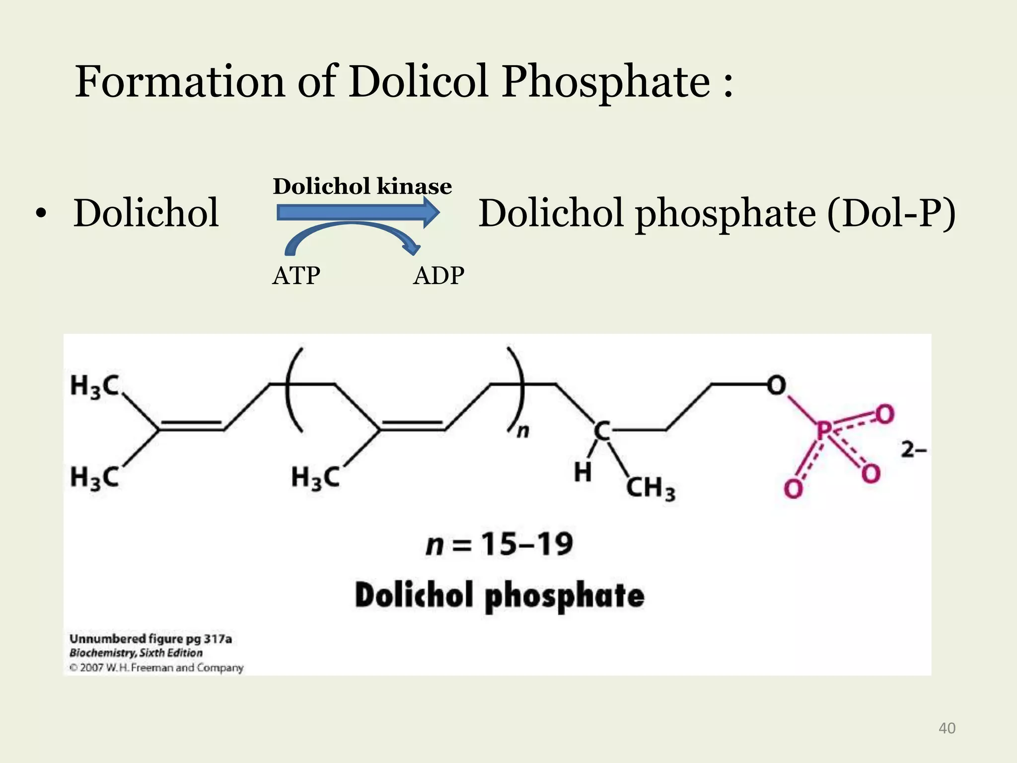 Glycoproteins | PPTX