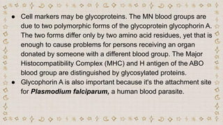 Glycoproteins, Pharmacognosy | PDF