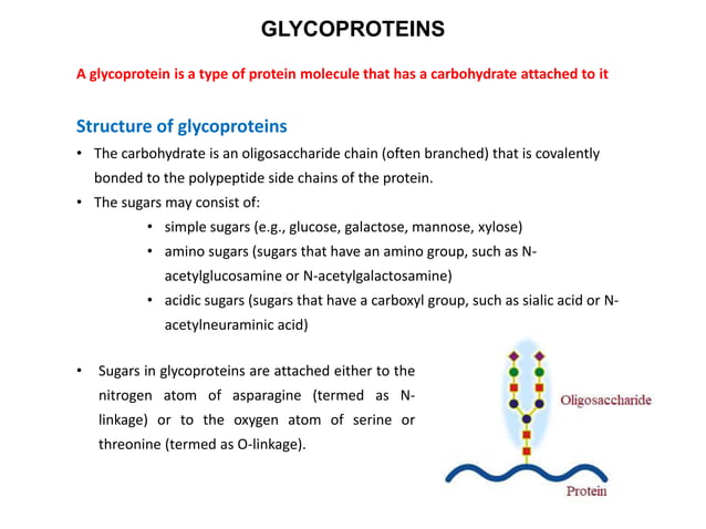Glycoproteins.ppt | Blood Disorders | Diseases and Conditions