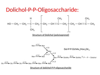 glycoproteins N and O glycosylation synthesis and functions | PPT