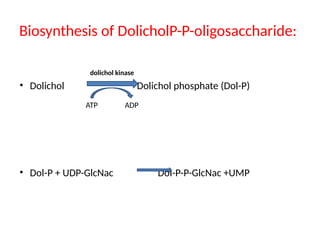 glycoproteins N and O glycosylation synthesis and functions | PPTX