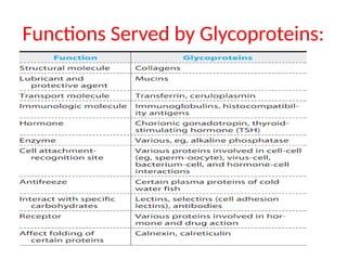 glycoproteins N and O glycosylation synthesis and functions | PPT