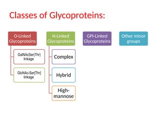 glycoproteins N and O glycosylation synthesis and functions | PPT